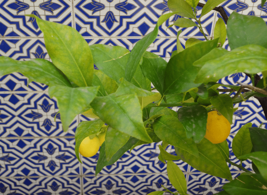 Website and Photo Credits – Braided Narrative